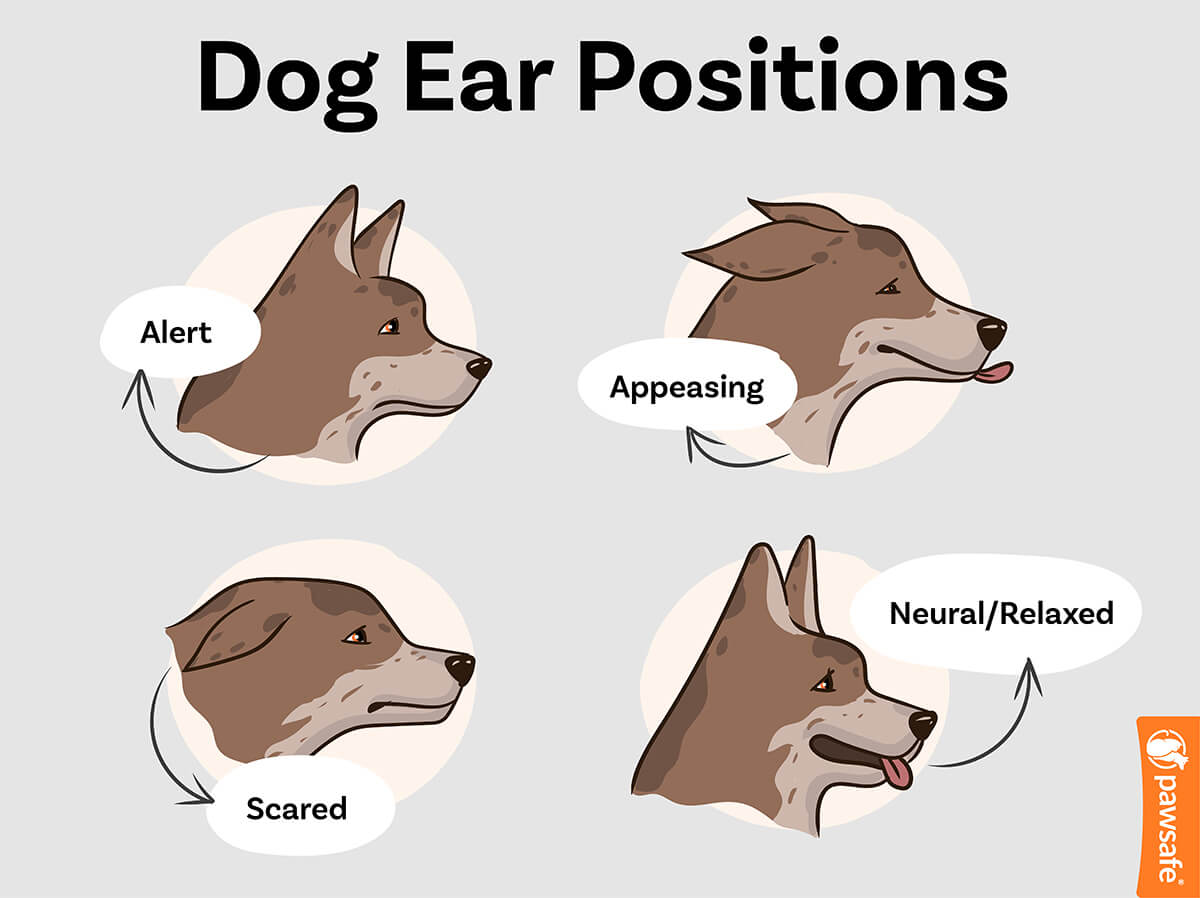Typical Dog Ear Positions And What They Mean