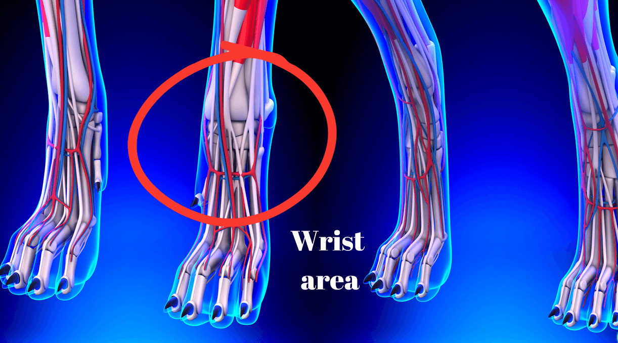 Understanding Dog’s Wrist Anatomy