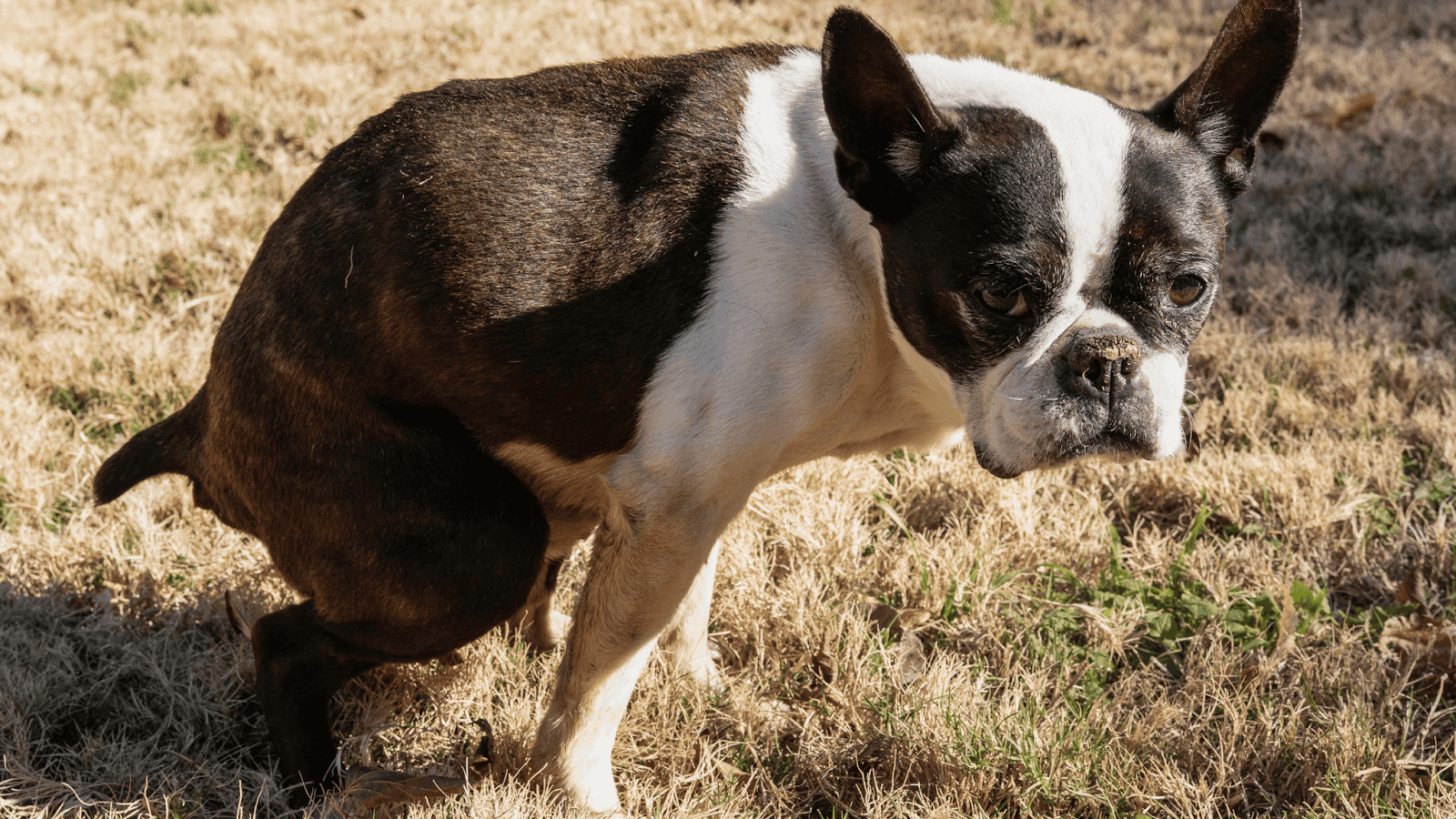 A constipated Boston Terrier straining to poop in squat position