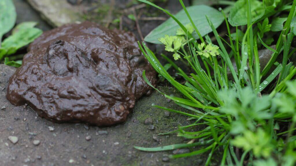 dark red or blackish dog poop