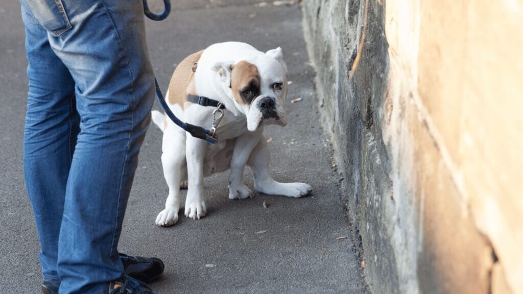 10 Common Causes of Soft Dog Poop