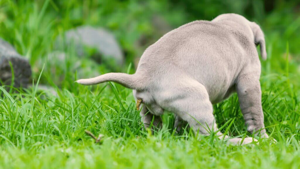 Why Does My Dog Have Soft Poop But Is Acting Fine?